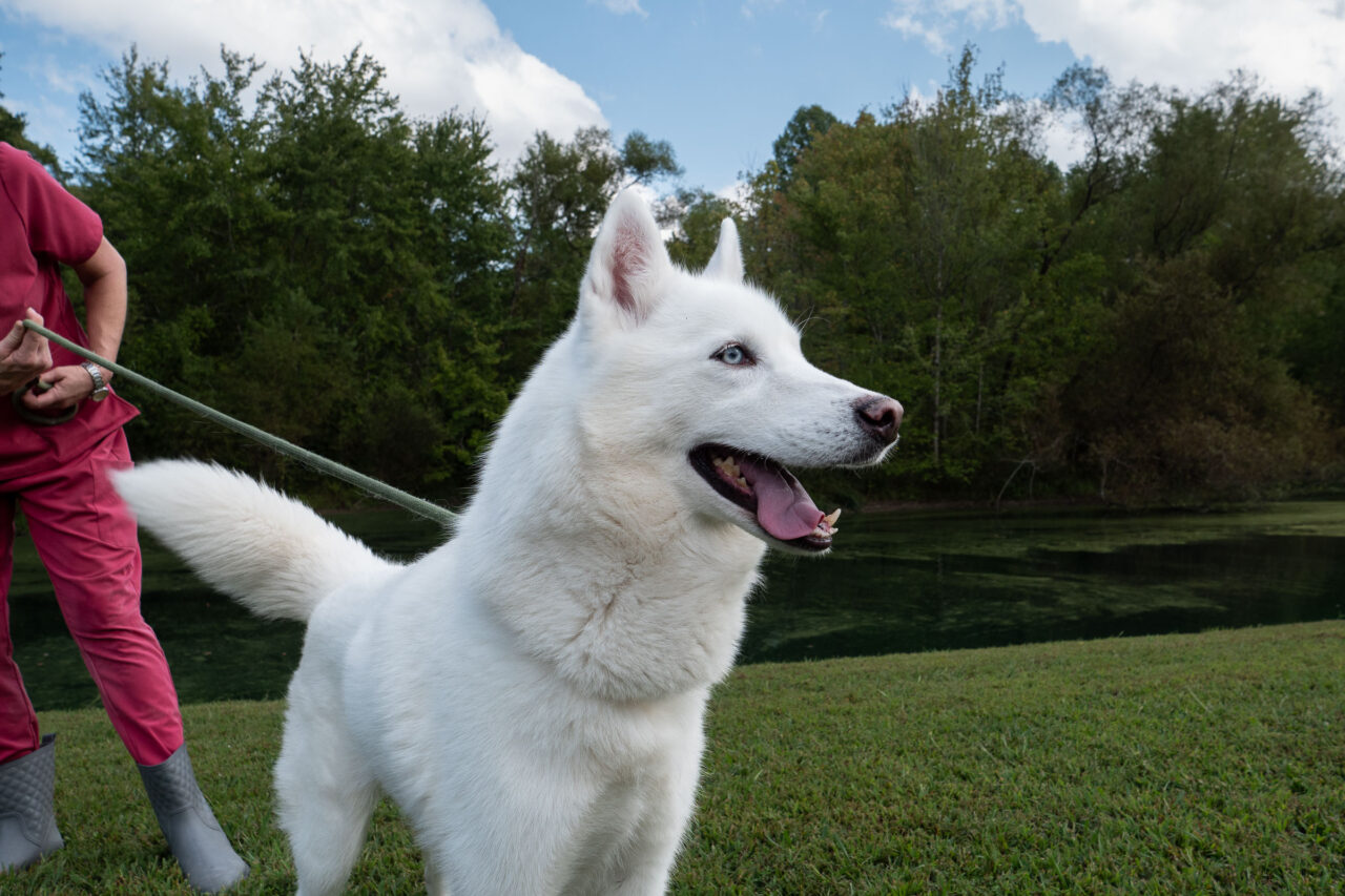 Dog Boarding - Oak Ridge, TN | Little Lake Pet Lodge